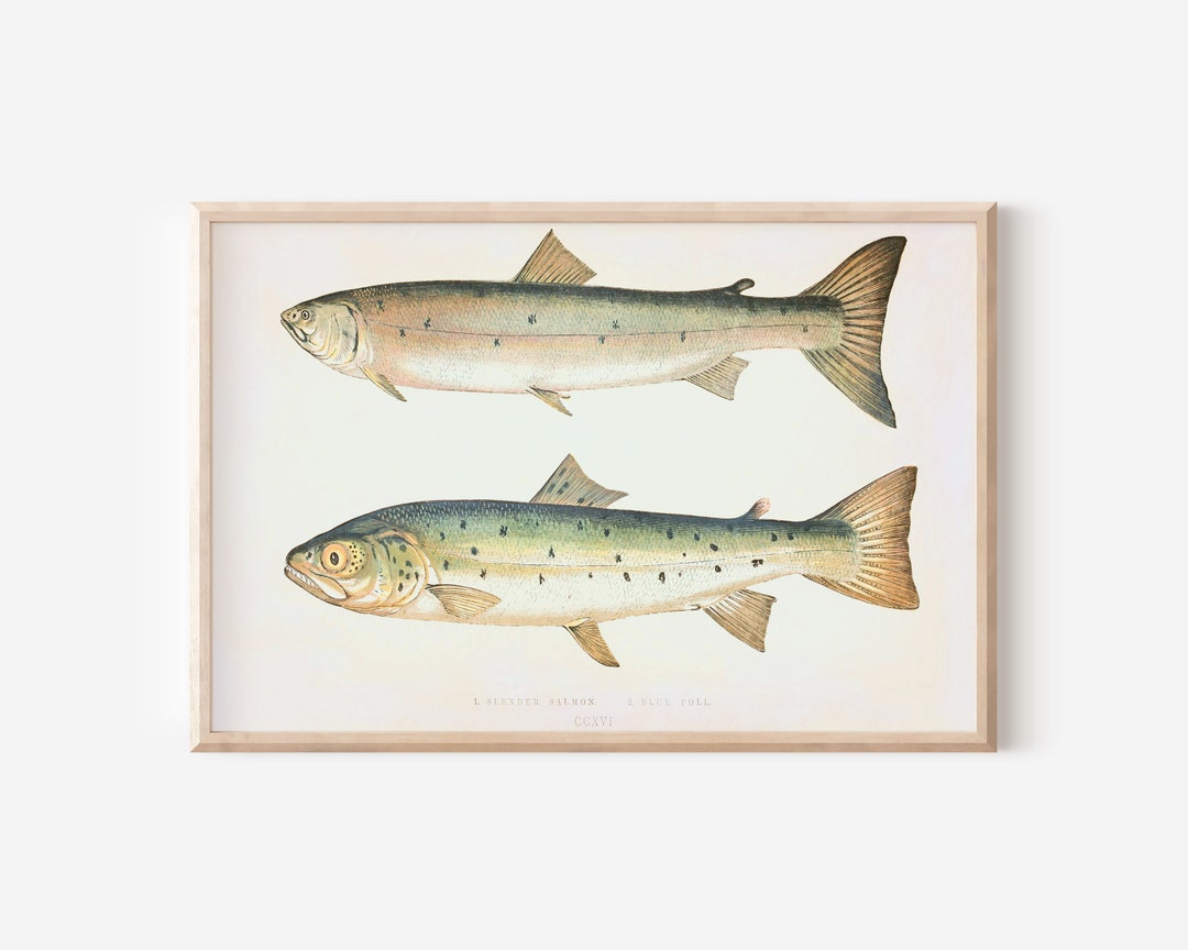 Vintage Fish Art Print, Hand Drawn Fisherman Poster, Fish Species ...