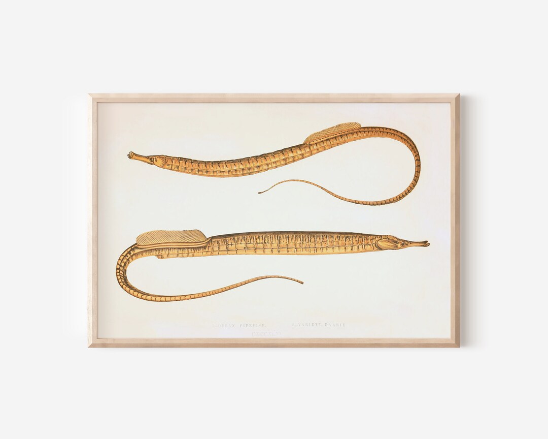 Vintage Fish Art Print, Hand Drawn Fisherman Poster, Fish Species ...