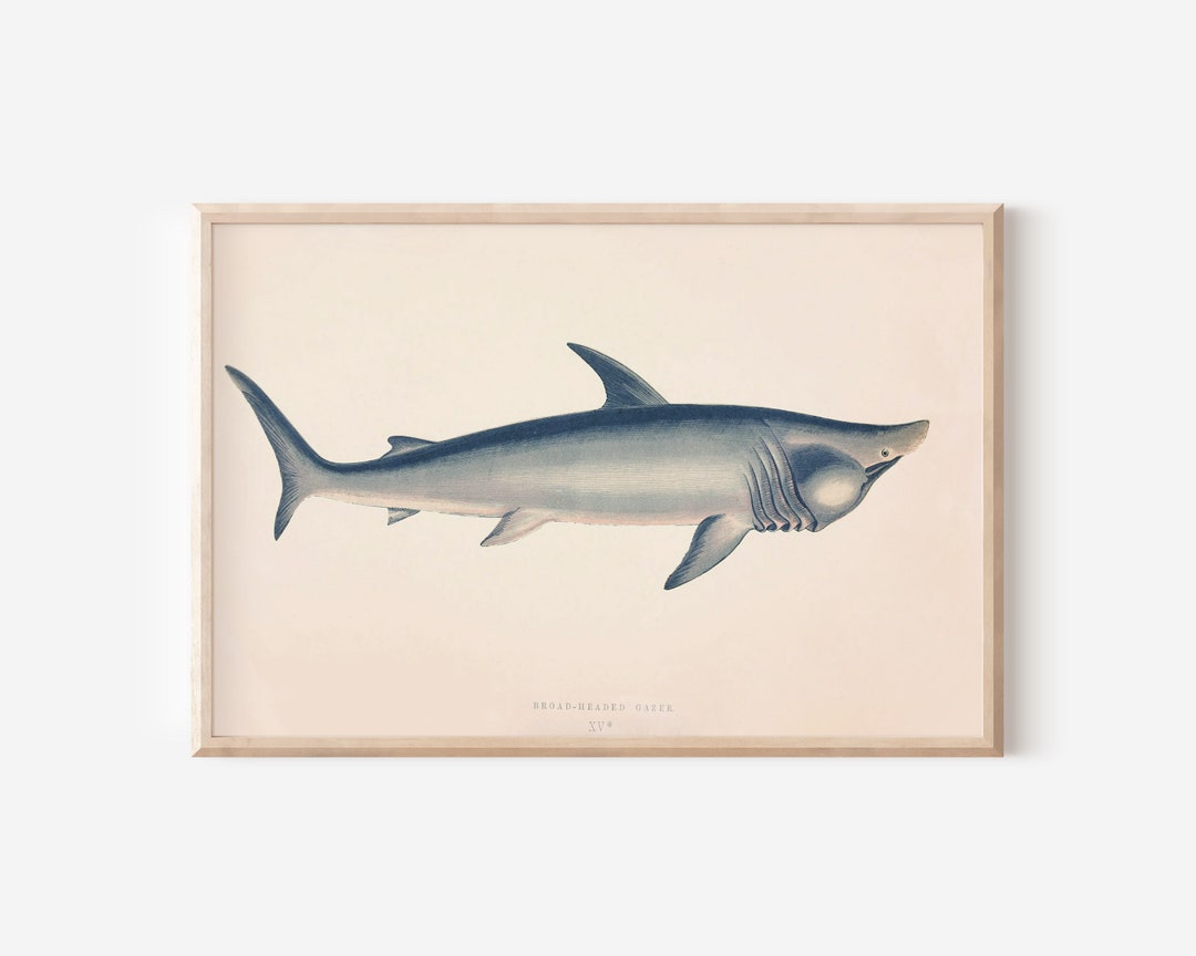 Vintage Fish Art Print, Hand Drawn Fisherman Poster, Fish Species ...