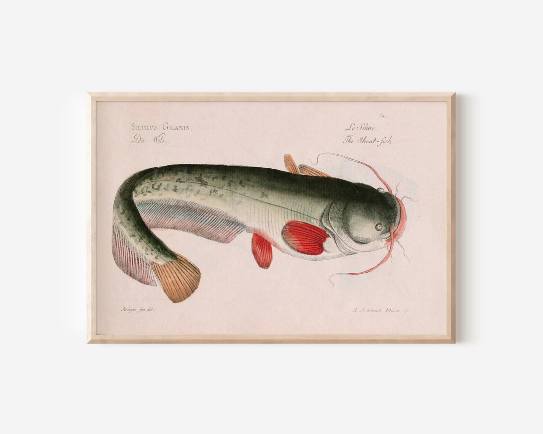Vintage Fish Art Print, Hand Drawn Fisherman Poster, Fish Species ...