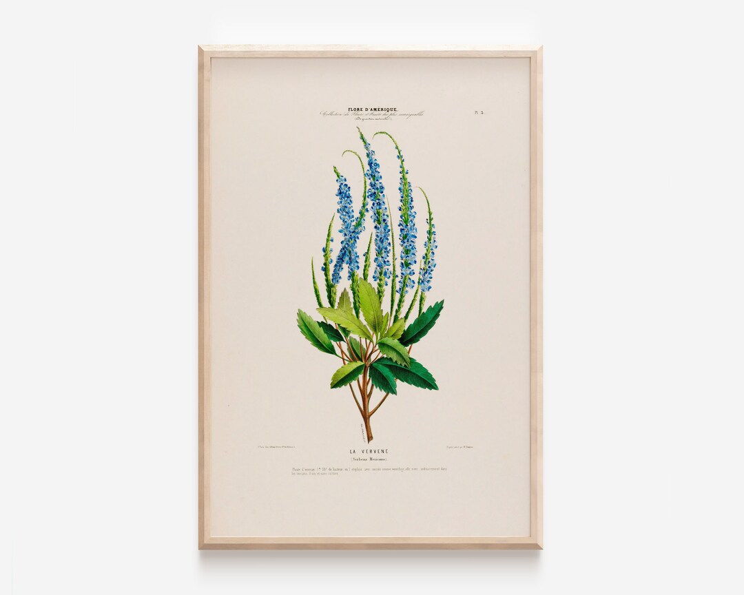 Vintage Botanical Art Print, Hand Drawn French Poster, Flower Digital ...