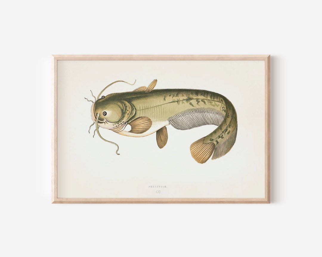 Vintage Fish Art Print, Hand Drawn Fisherman Poster, Fish Species ...