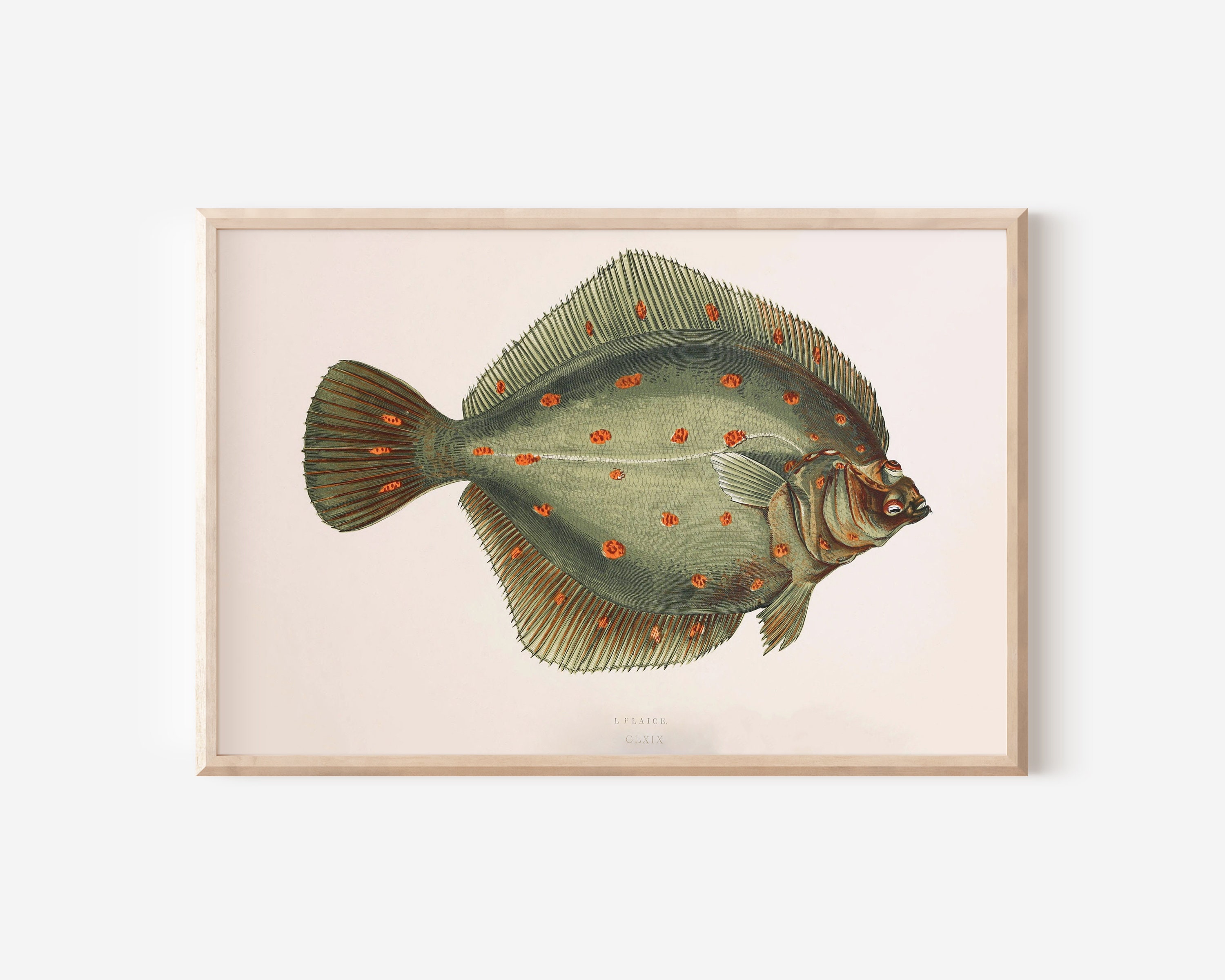 Vintage Fish Art Print, Hand Drawn Fisherman Poster, Fish Species ...