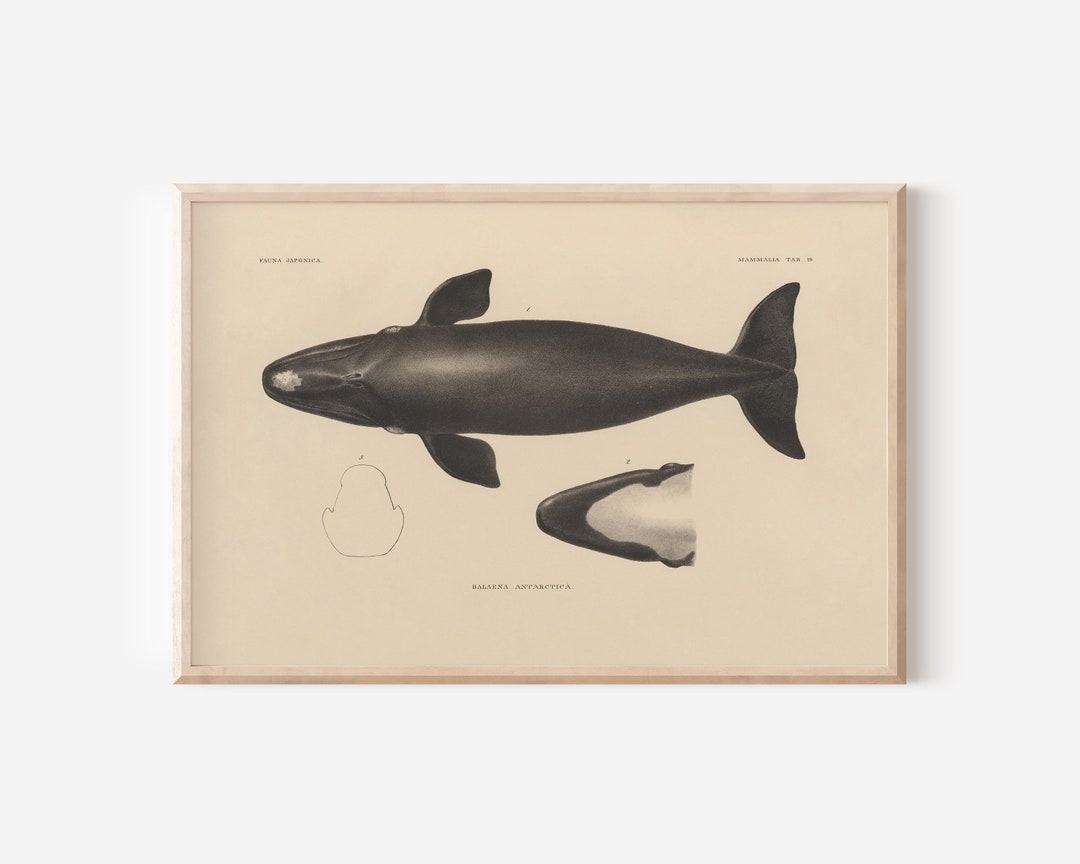 Vintage Fish Art Print, Hand Drawn Fisherman Poster, Fish Species ...