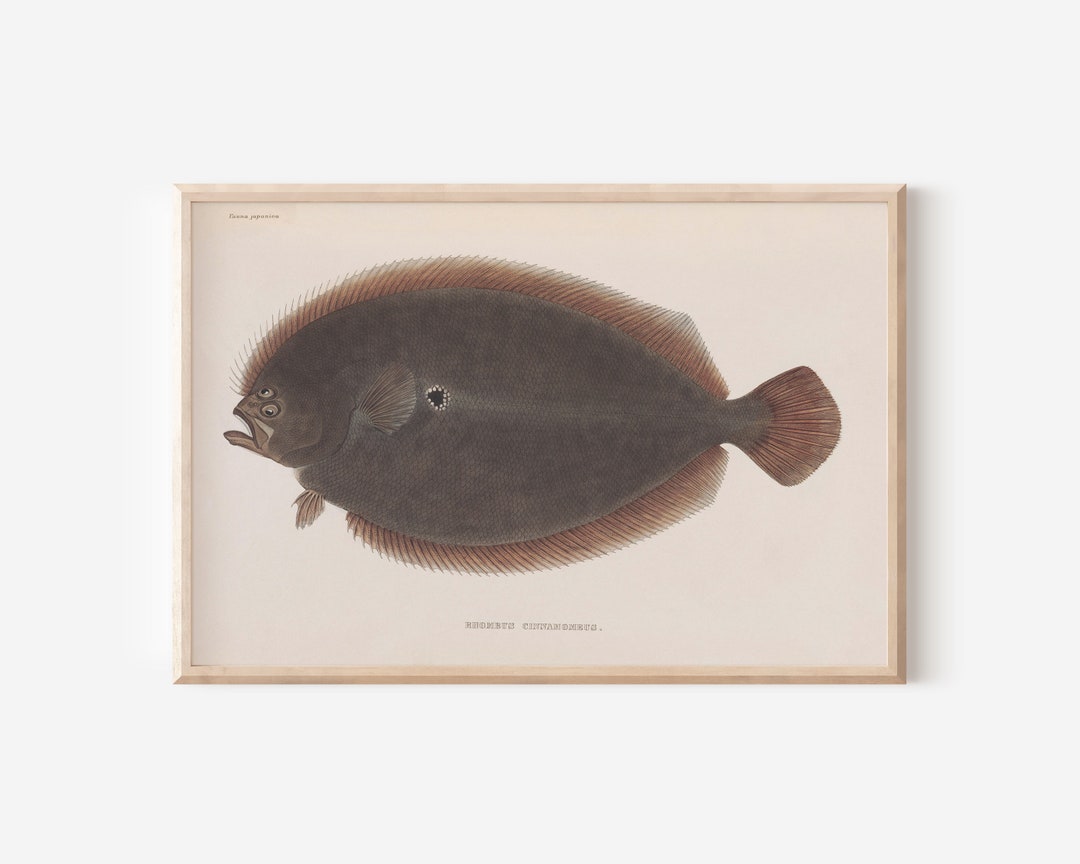 Vintage Fish Art Print, Hand Drawn Fisherman Poster, Fish Species ...