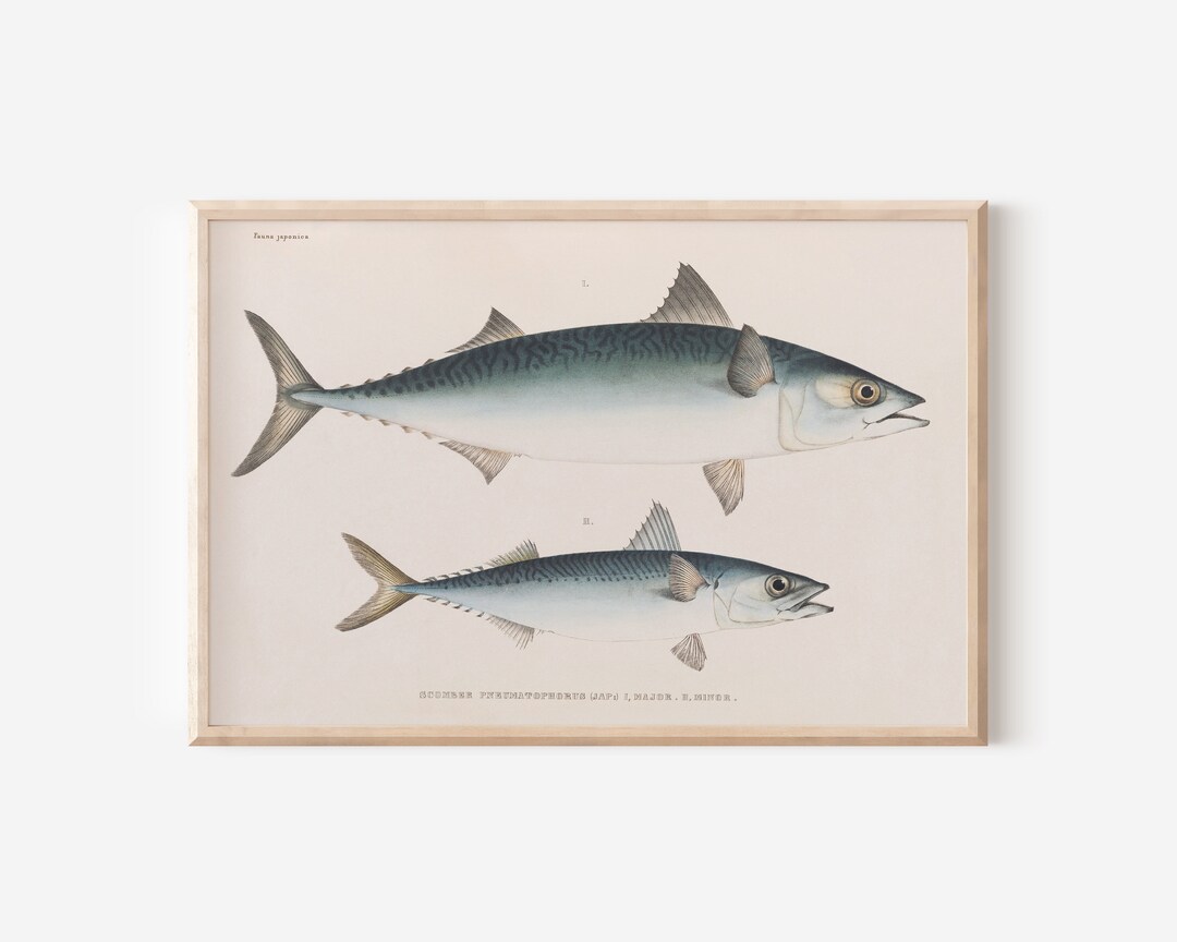 Vintage Fish Art Print, Hand Drawn Fisherman Poster, Fish Species ...