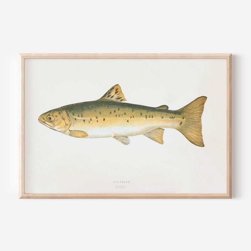 Antique Fish Print - Etsy