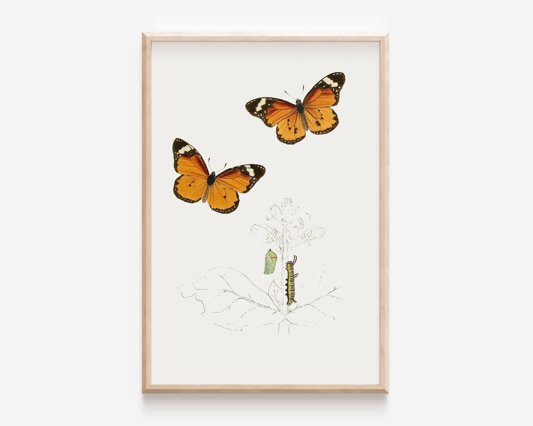 Vintage Monarch Butterfly Poster Print Life Cycle Educational ...