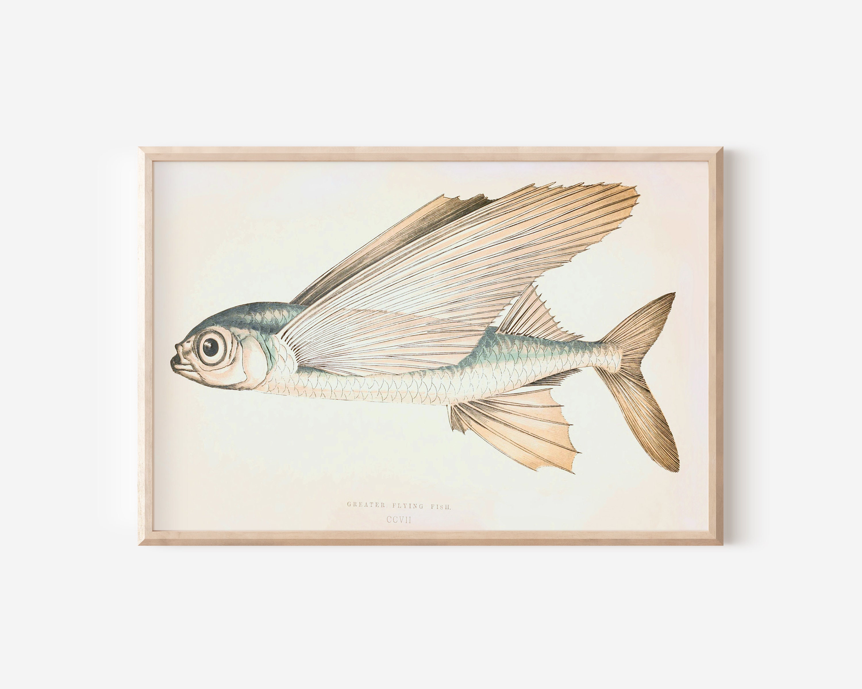 Vintage Fish Art Print, Hand Drawn Fisherman Poster, Fish Species ...