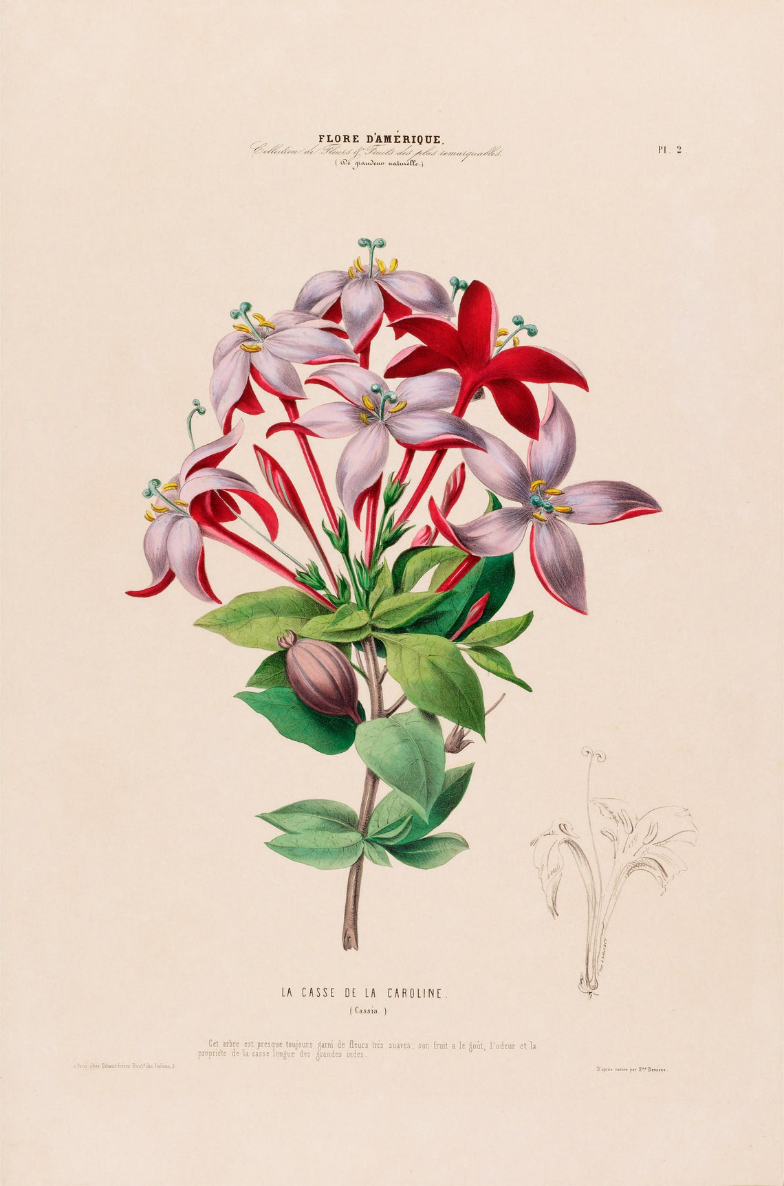 Vintage Botanical Art Print Hand Drawn French Poster Flower - Etsy