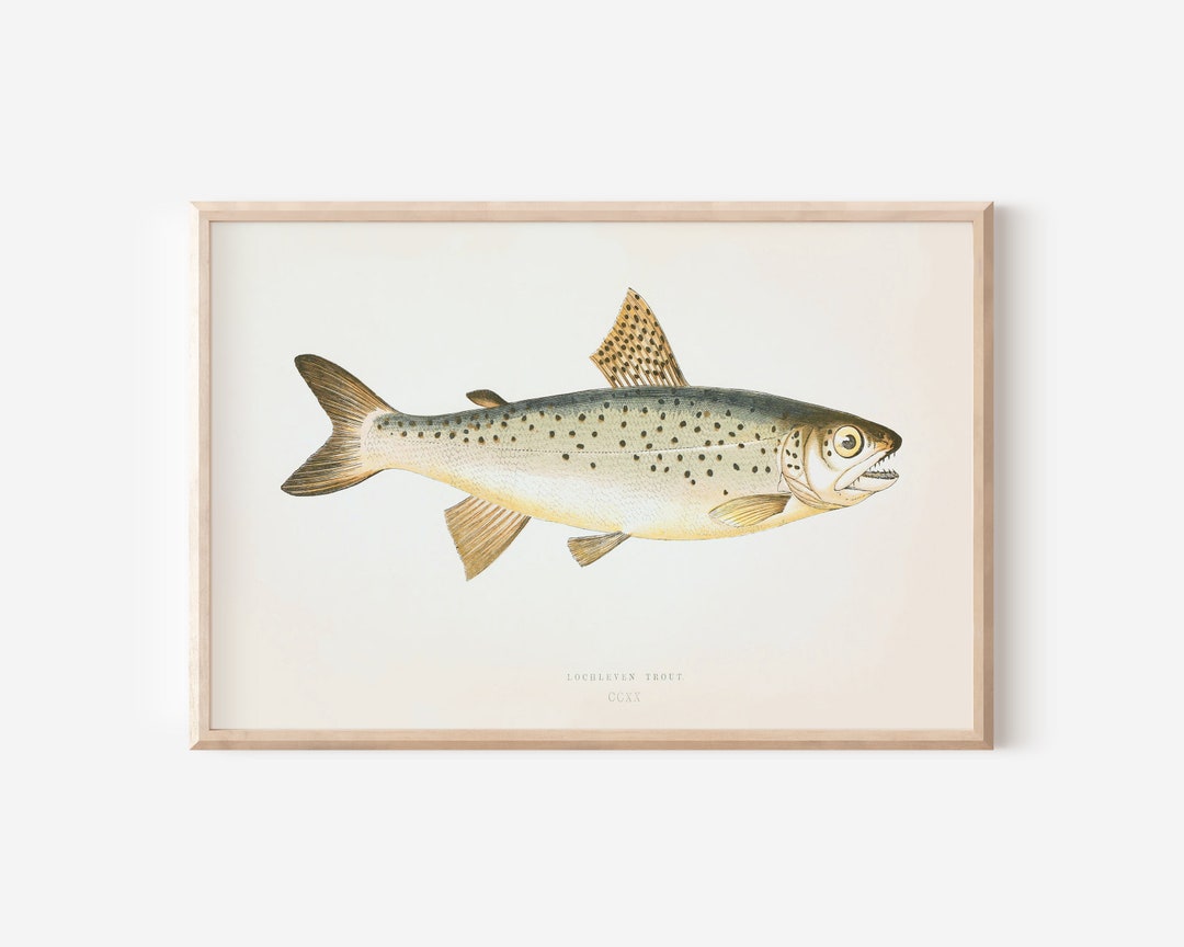 Vintage Fish Art Print, Hand Drawn Fisherman Poster, Fish Species ...