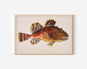 Vintage Fish Art Print, Hand Drawn Fisherman Poster, Fish Species ...