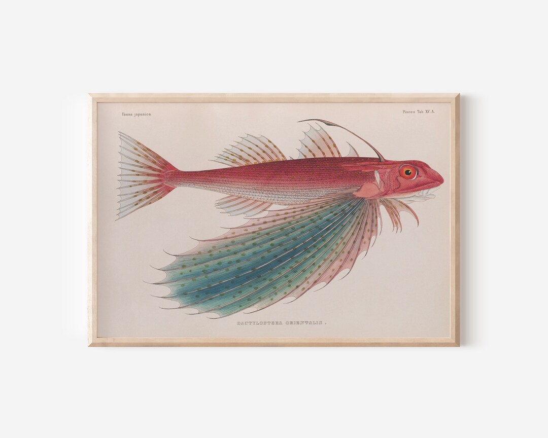 Vintage Fish Art Print, Hand Drawn Fisherman Poster, Fish Species ...