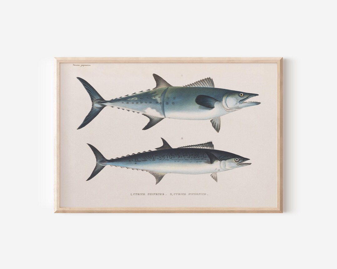 Vintage Fish Art Print, Hand Drawn Fisherman Poster, Fish Species ...