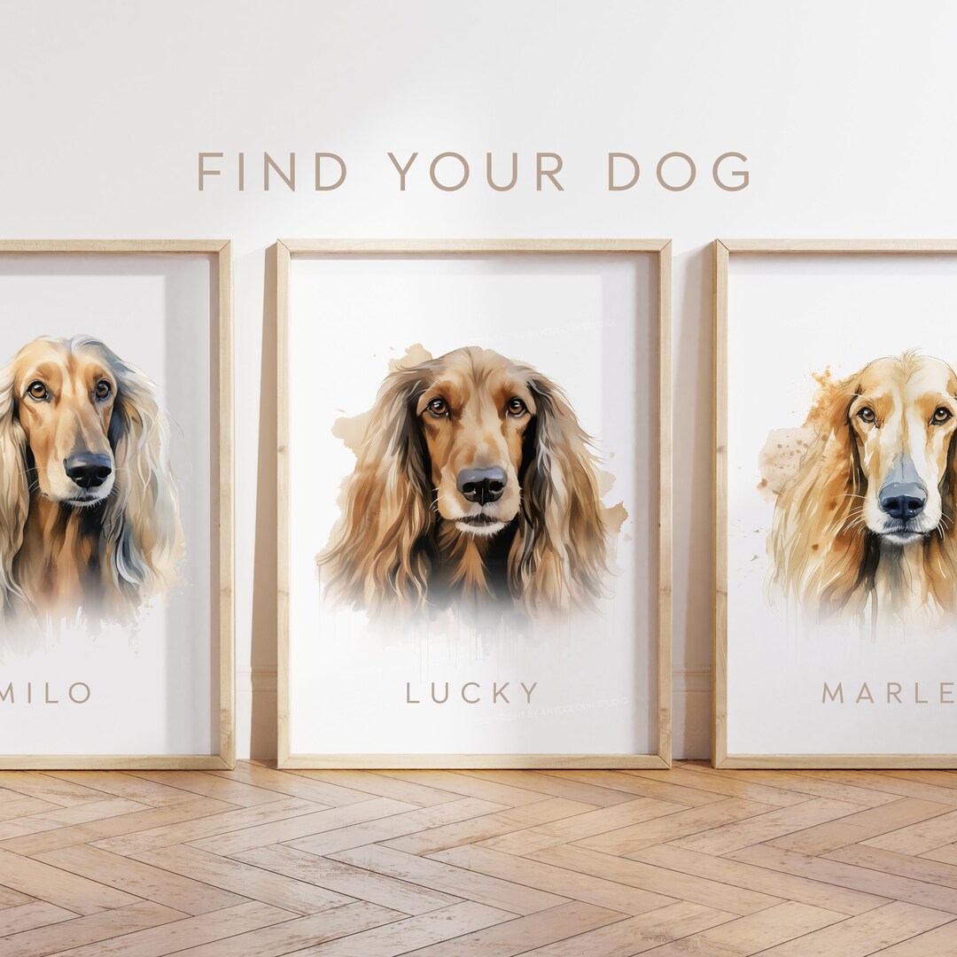 Custom Dog Poster - Afghan Hound Dog Poster - Afghan Hound Dog Print ...