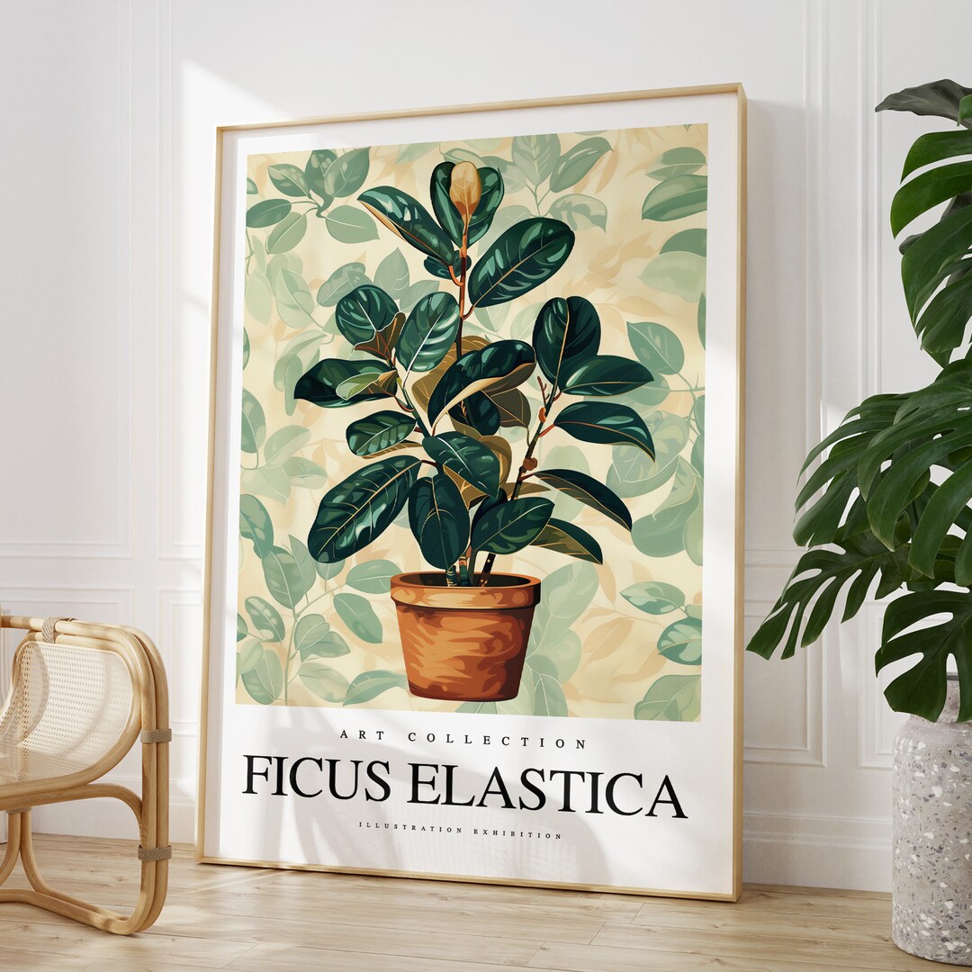 Any Colour - Ficus Elastica Plant Print - Ficus Elastica Poster - Ficus ...