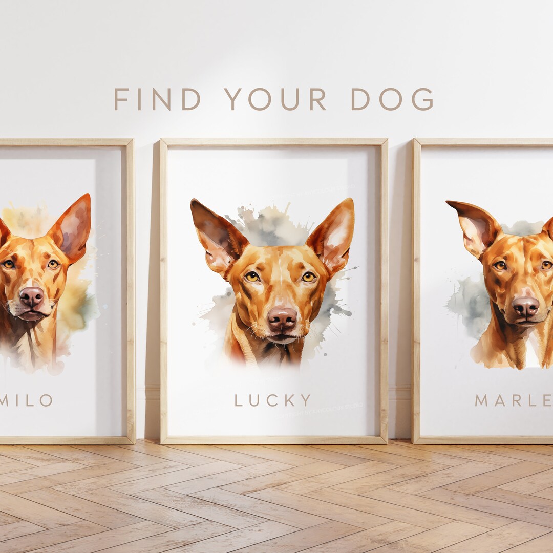 Custom Dog Poster - Pharaoh Hound Pointer Poster - Pharaoh Hound Dog ...