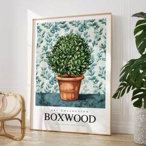 Any Colour - Boxwood Plant Print - Boxwood Plant Poster - Boxwood Plant ...