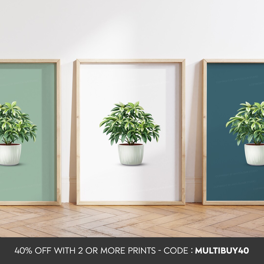 Any Colour - Schefflera Plant Poster - Schefflera Tree in Pot Poster ...
