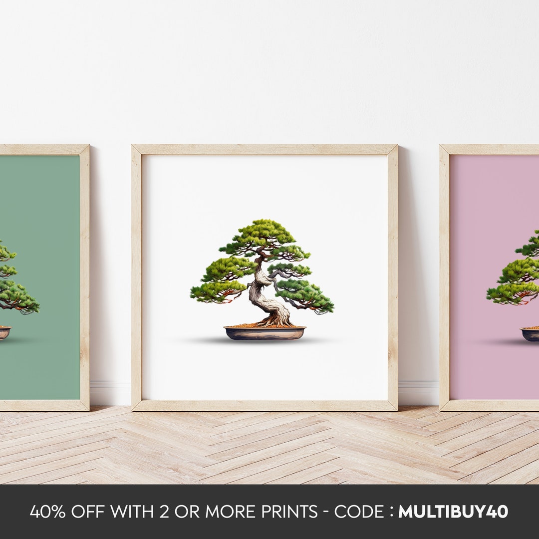 Any Colour - Bonsai Tree - Pinus Aristata - Bristlecone Pine - Bonsai ...