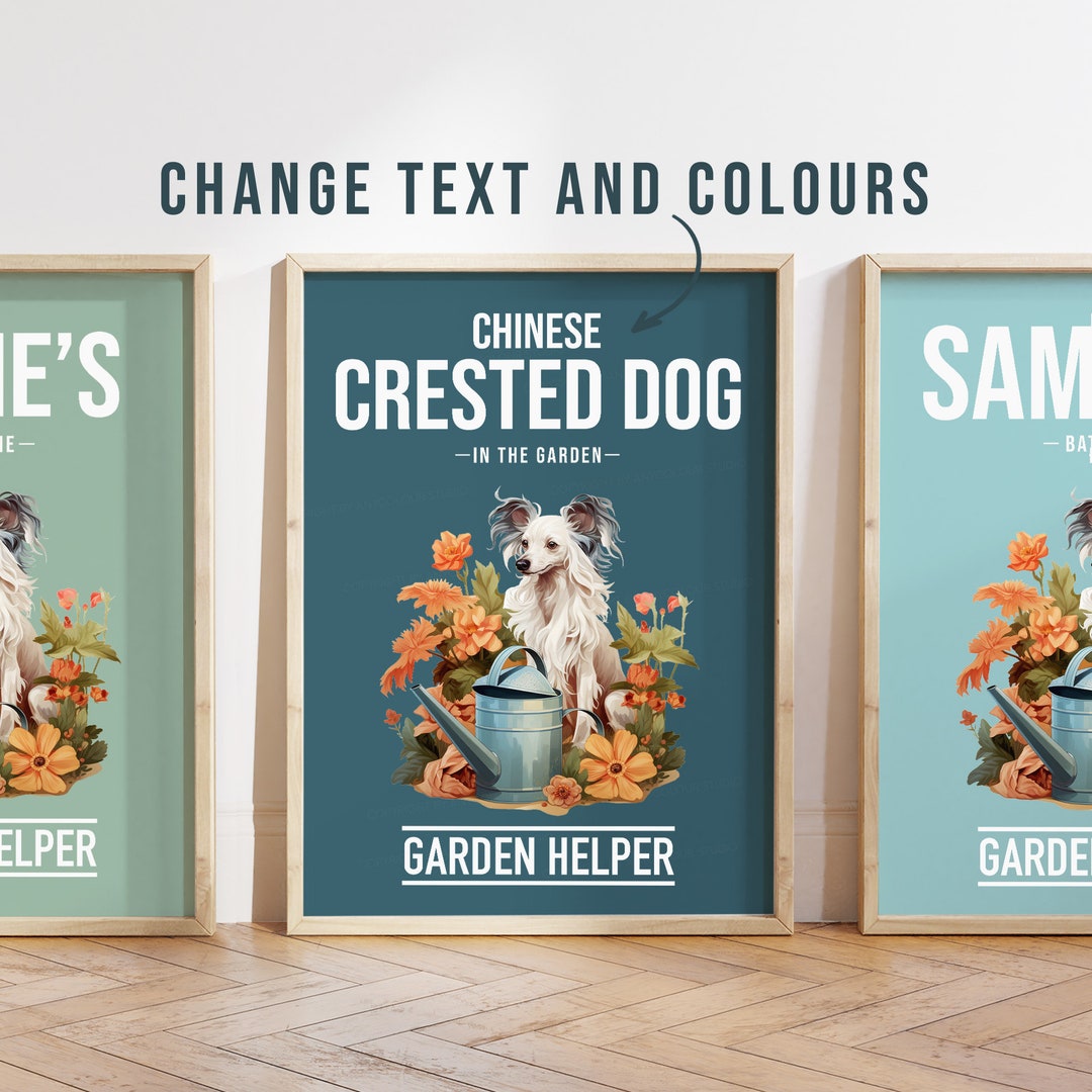 Any Colour - Chinese Crested Dog in Garden Poster - Chinese Crested Dog ...