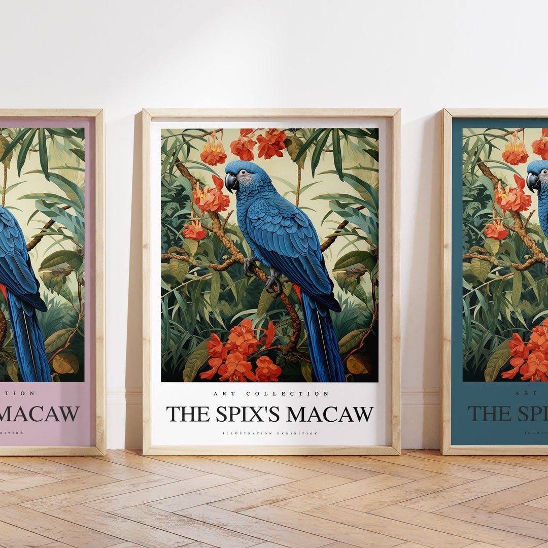 Any Colour Spix's Macaw Print Spix's Macaw Poster Spix's Macaw Art ...