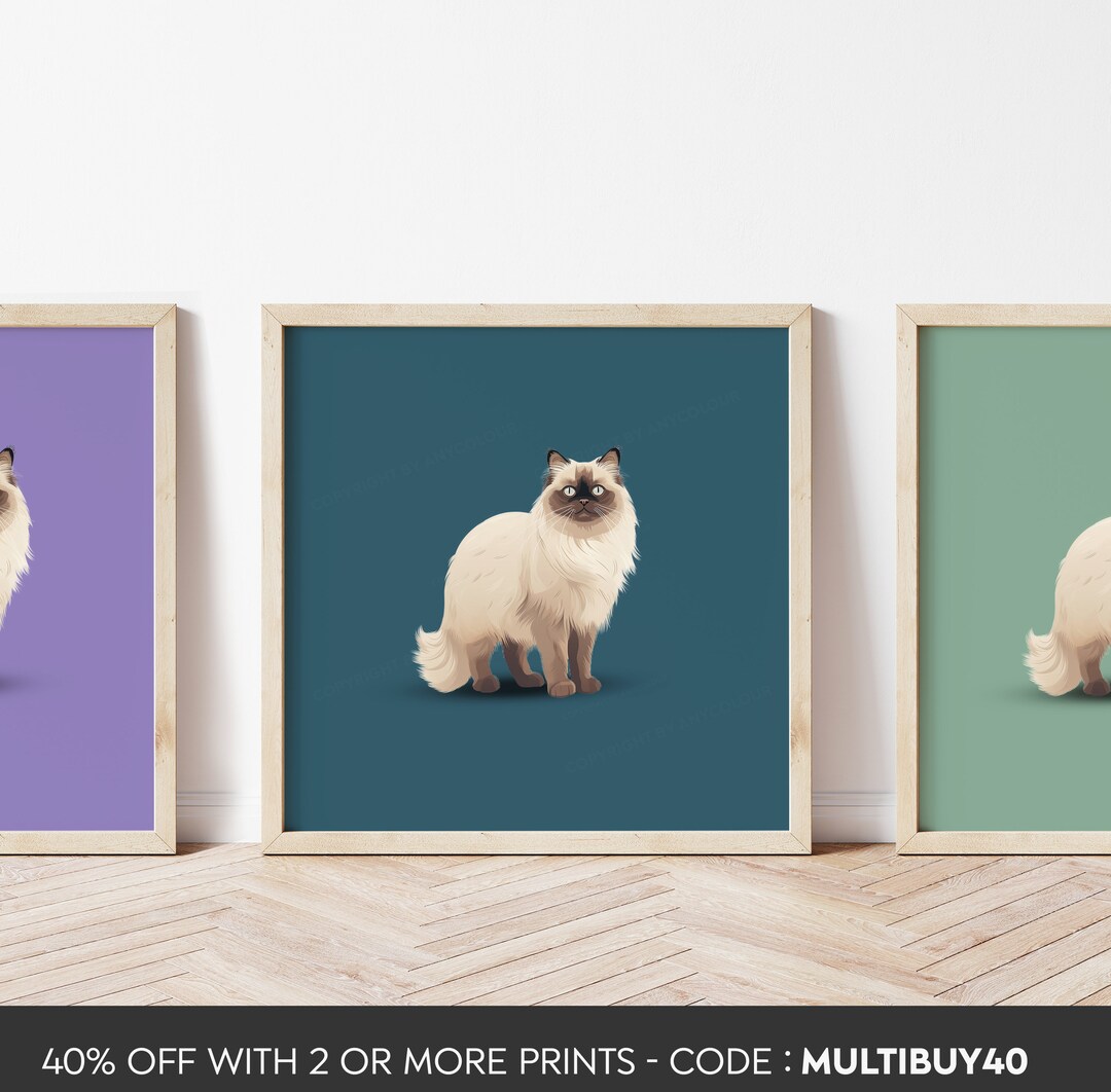 Any Colour - Himalayan Cute Cat Poster - Himalayan Cute Cat Print ...