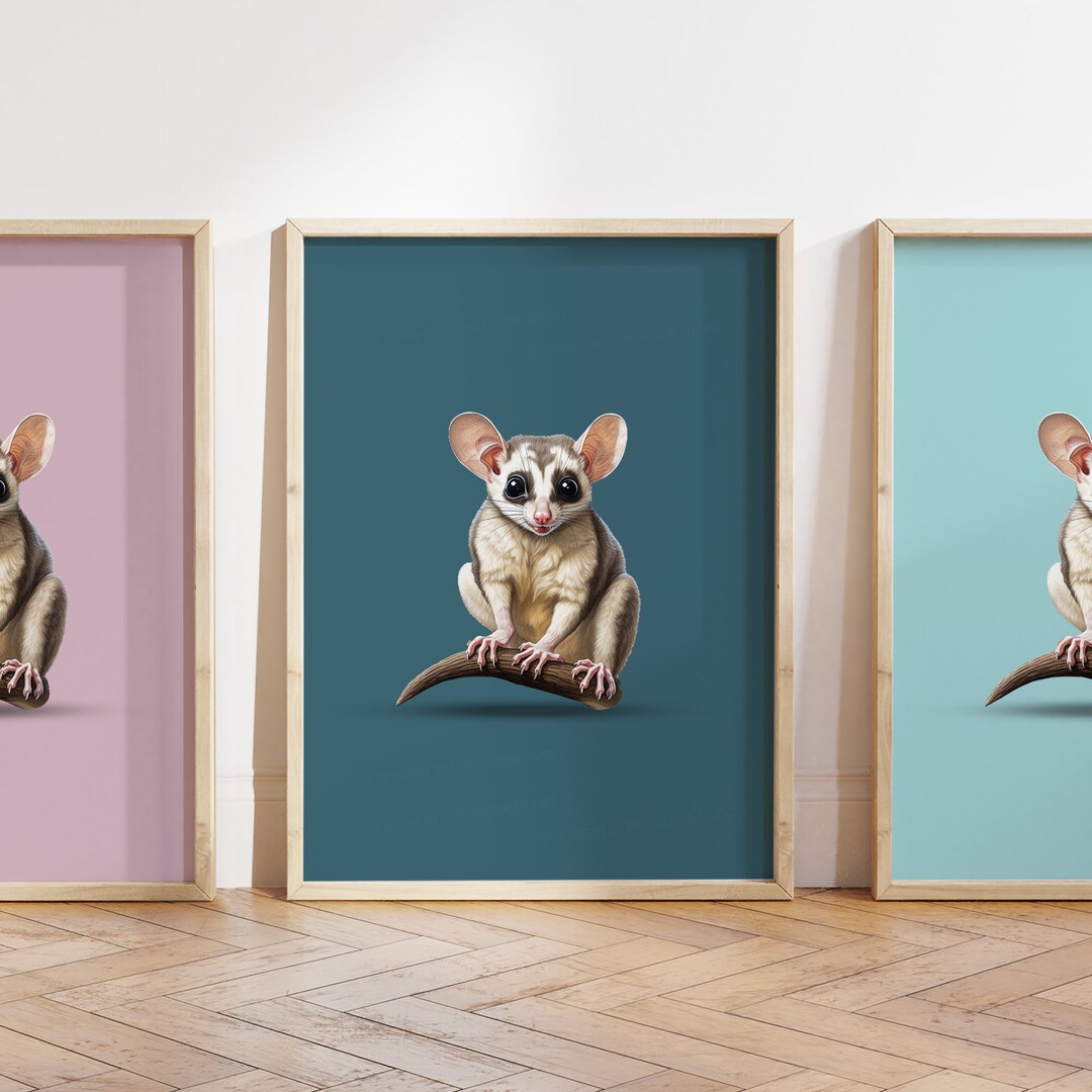 Any Colour - Sugar Glider Print - Sugar Glider Poster - Sugar Glider ...