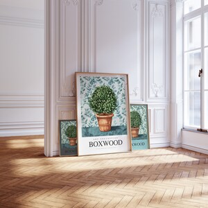 Any Colour - Boxwood Plant Print - Boxwood Plant Poster - Boxwood Plant ...