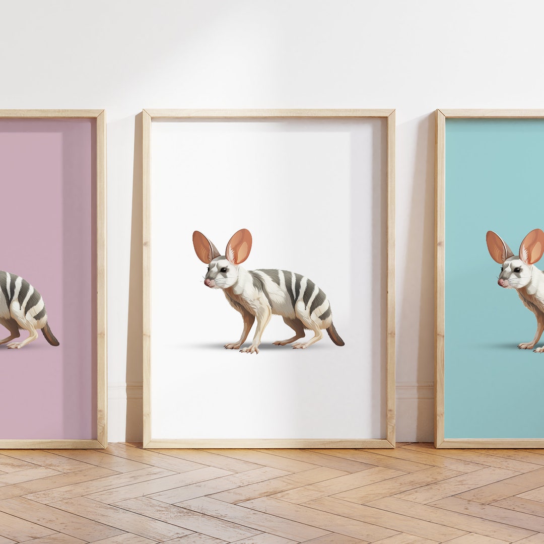 Any Colour Lesser Bilby Print Lesser Bilby Poster Yallara Art Yallara ...