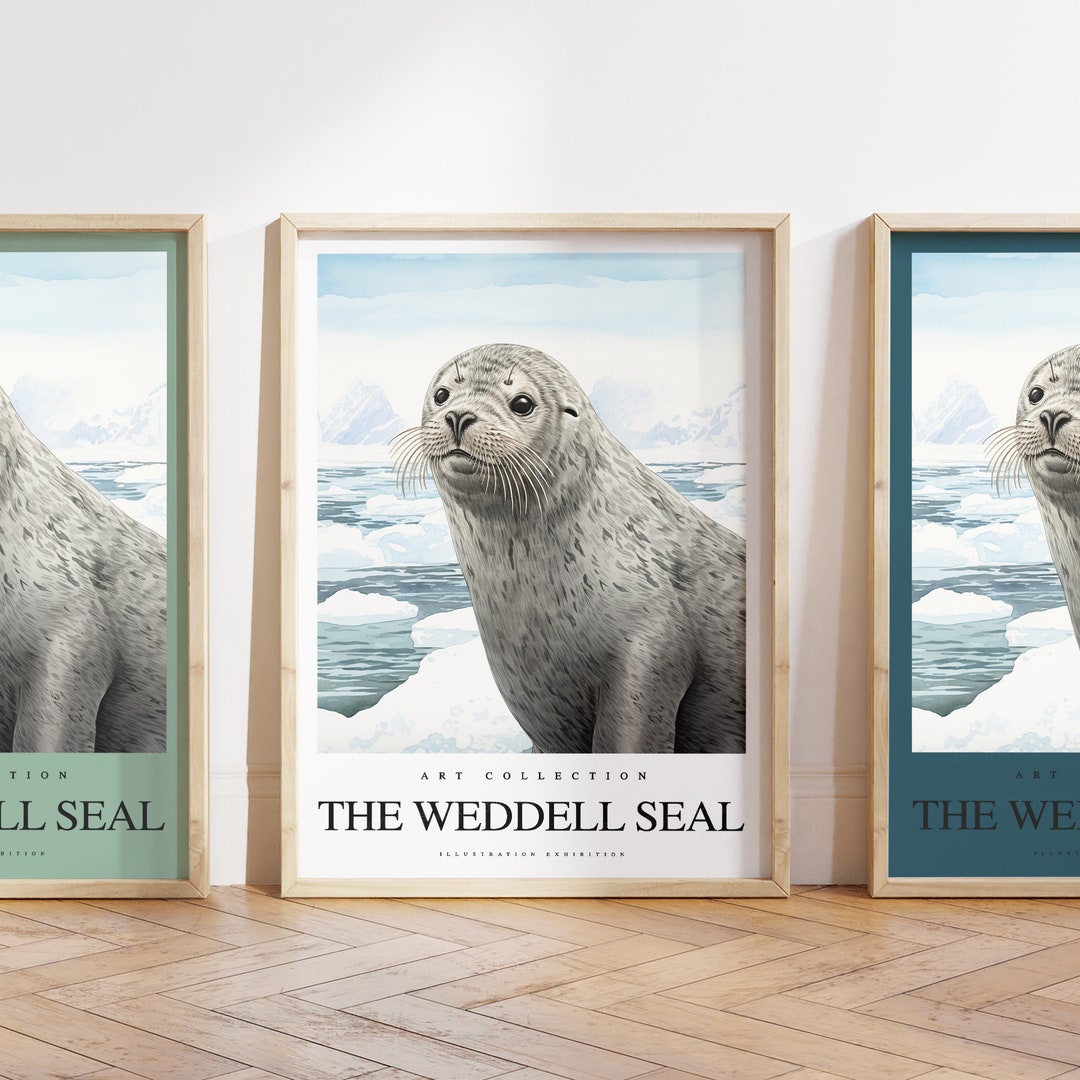 Weddell Seal Poster - Weddell Seal Print - Weddell Seal Art - Animal ...
