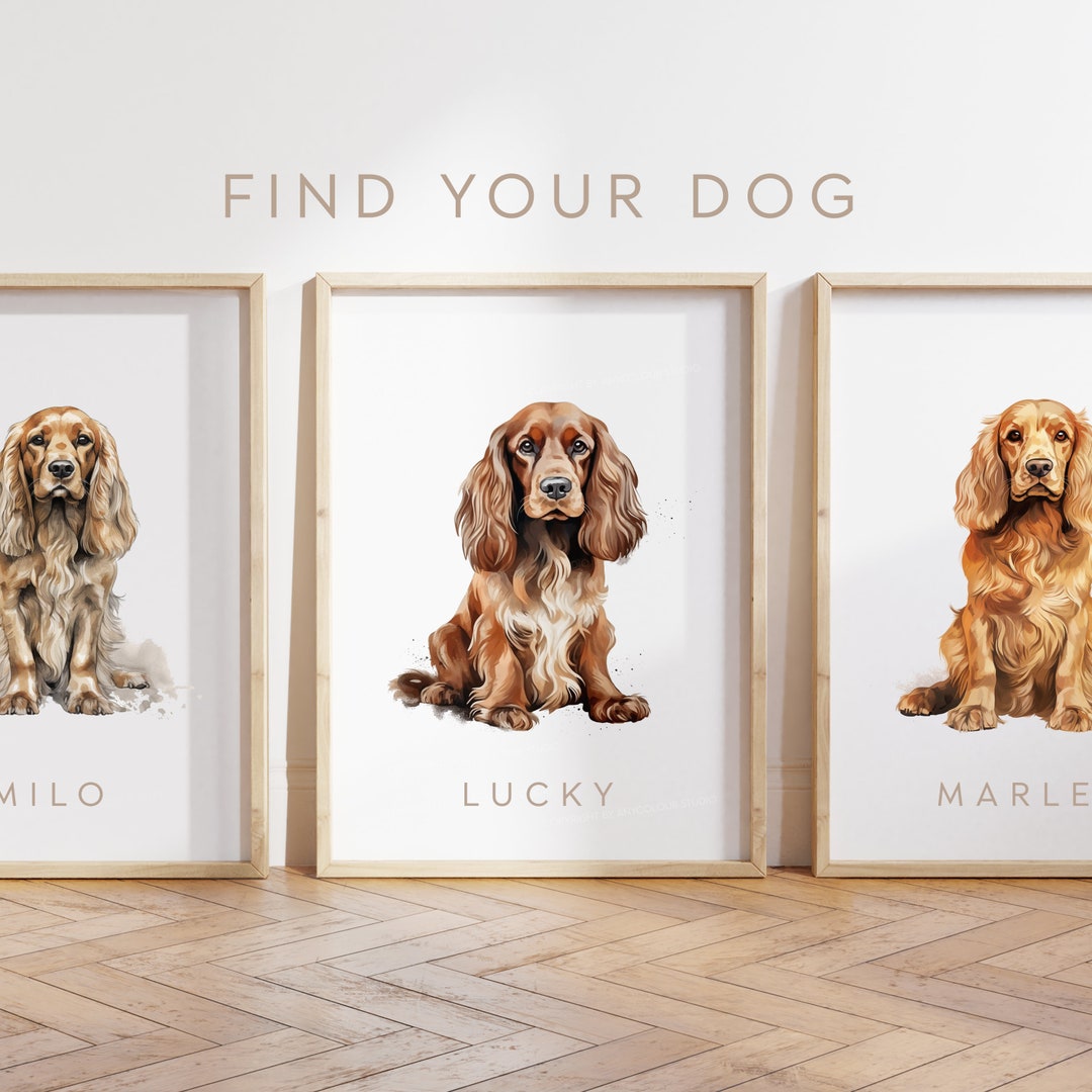 Any Colour - English Cocker Spaniel Dog - English Cocker Spaniel Poster ...
