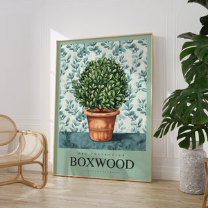 Any Colour - Boxwood Plant Print - Boxwood Plant Poster - Boxwood Plant ...