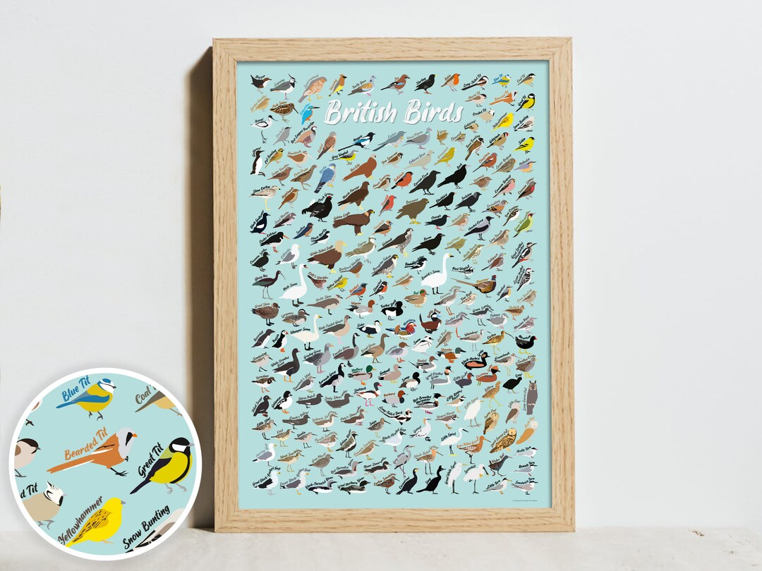 British Birds Poster - 200 Birds | Bird Poster | Illustrated Birds | A4 ...