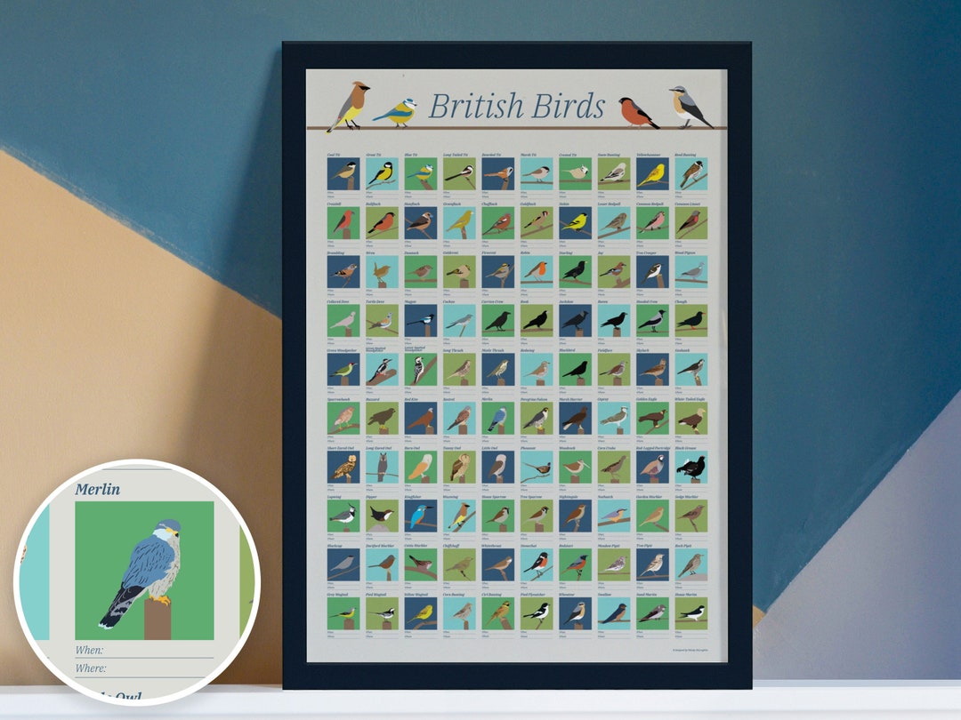 British Birds Poster - Write on | Bird Bucket List Poster | Bird Life ...