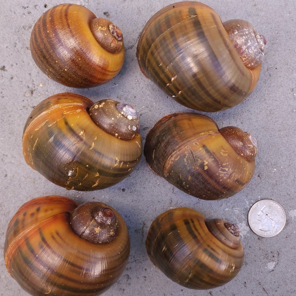 Apple Snail Shell - Etsy