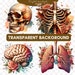 Watercolor Human Anatomy Ephemera Clipart Bundle, Watercolor Clipart ...