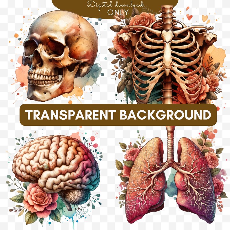 Watercolor Human Anatomy Ephemera Clipart Bundle, Watercolor Clipart ...