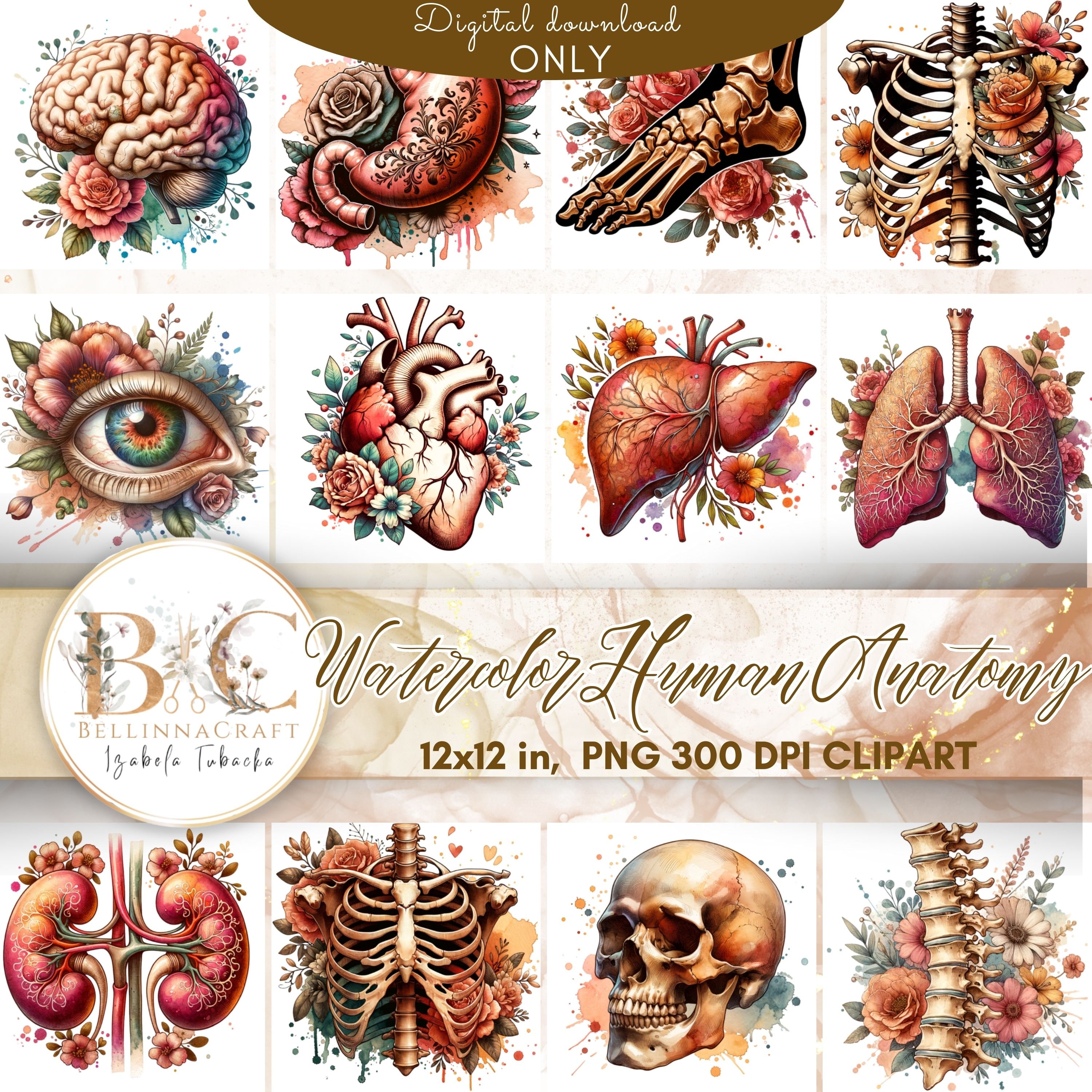 Watercolor Human Anatomy Ephemera Clipart Bundle, Watercolor Clipart ...