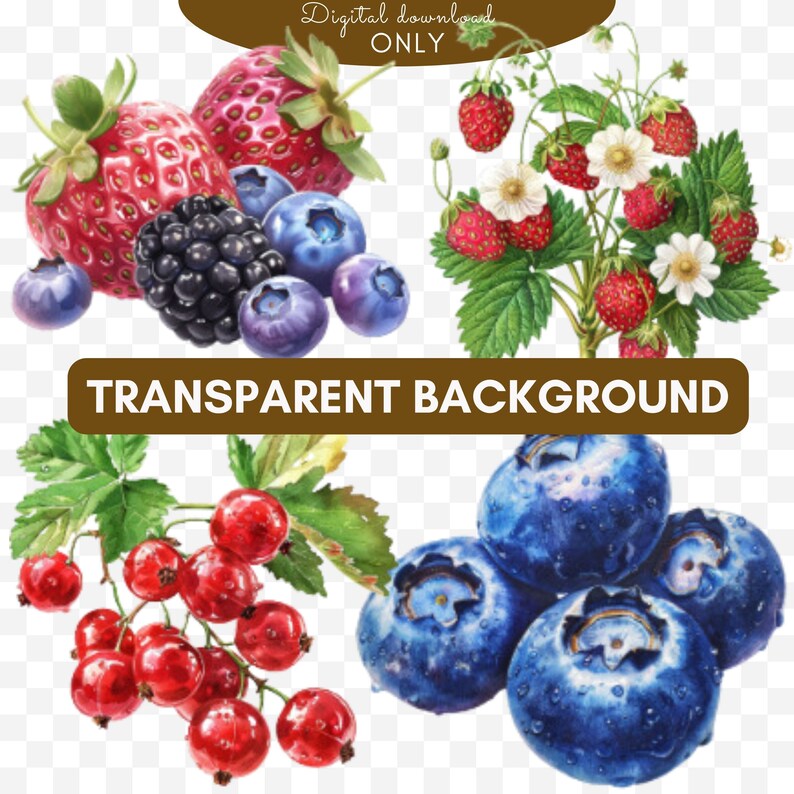 Watercolor Summer Fruit Clipart, Berry Clipart Bundle, Watercolor ...