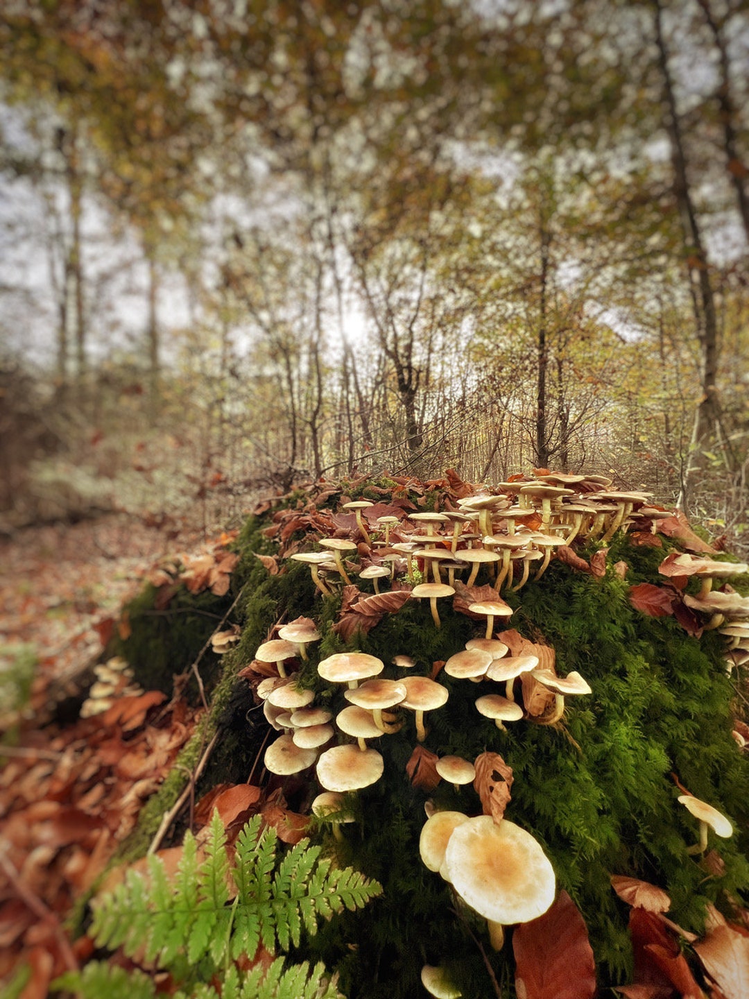 Art With Love M.detter High-resolution Ultra HD Photographs ...