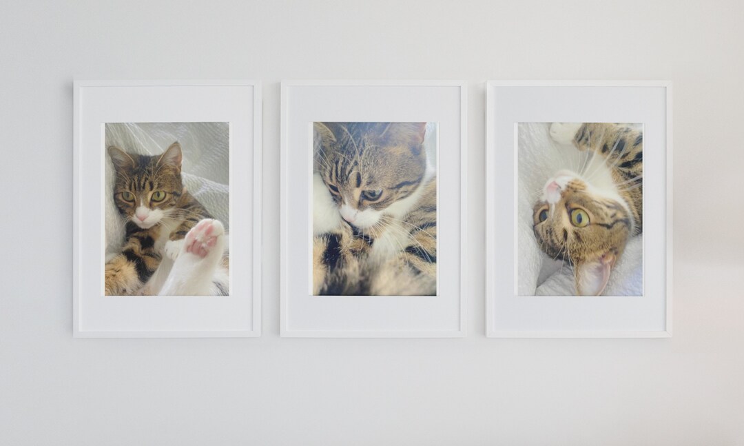 Cute Cat Photo Print Set – Digital Download – Set of 3 Printable Kitten ...