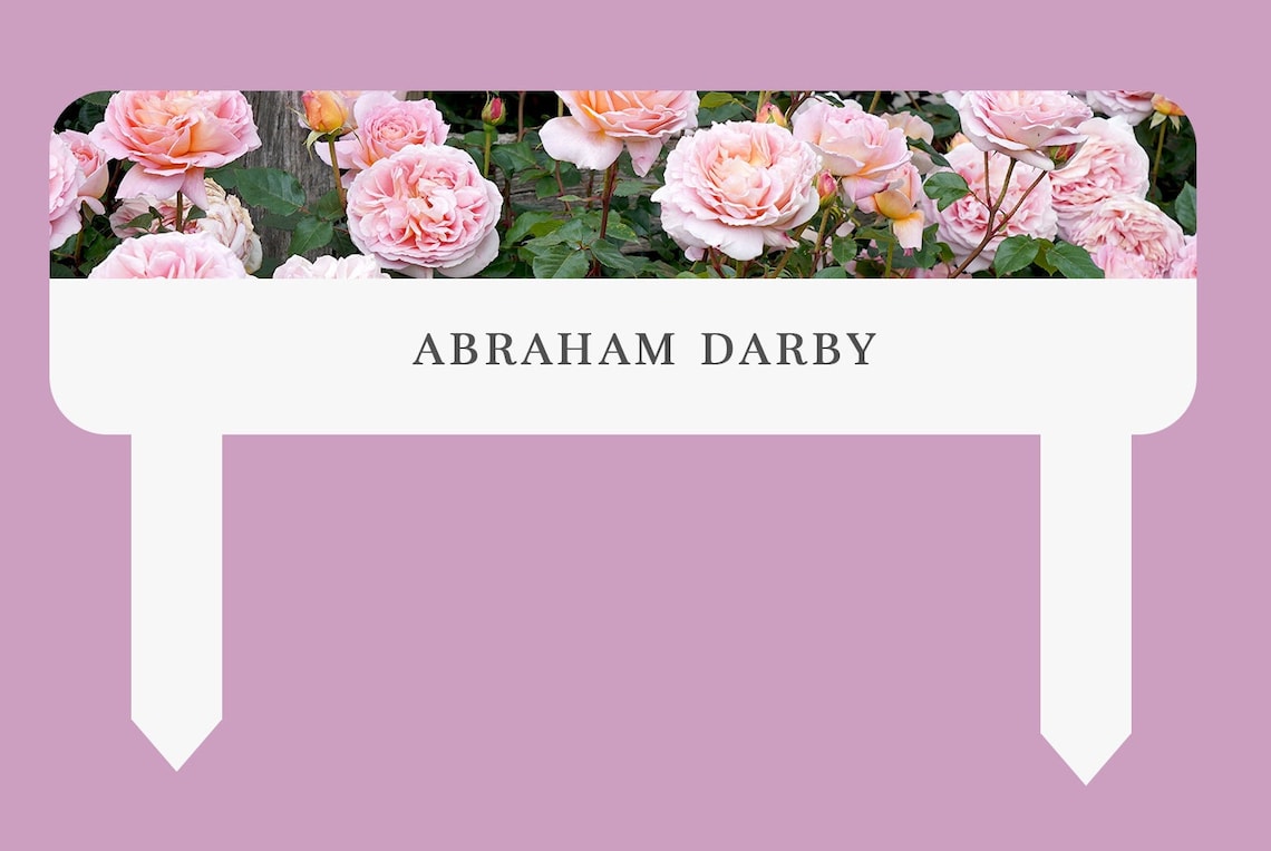 Garden Stakes With Picture Roses Plant Labels With Pictures Garden Name ...