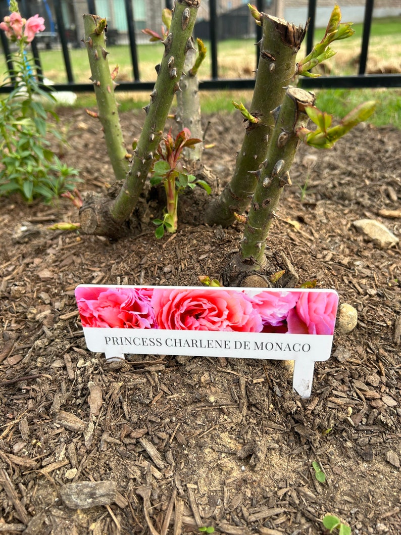 Garden Stakes With Picture Roses Plant Labels With Pictures Garden Name ...