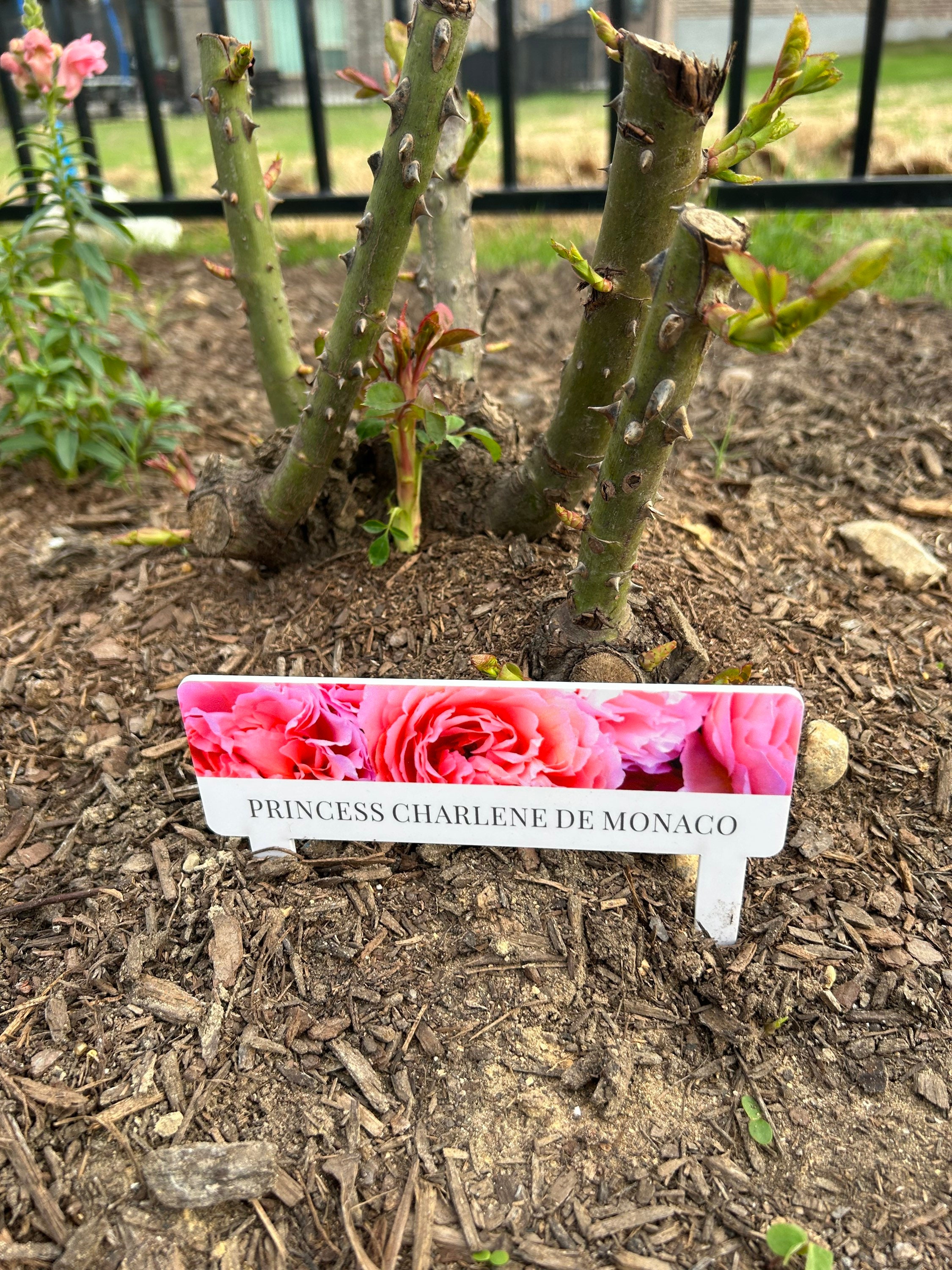 Garden Stakes With Picture Roses Plant Labels With Pictures Garden Name ...