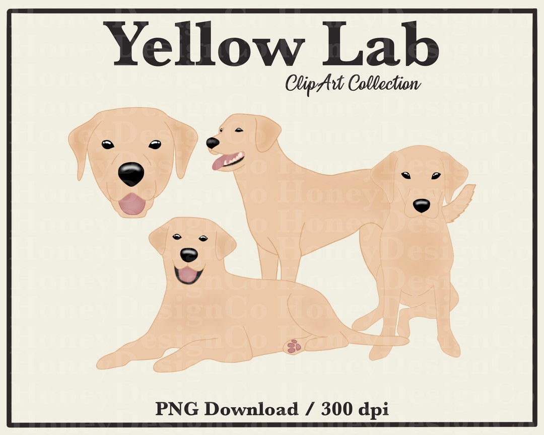 Yellow Lab Png Bundle, Yellow Labrador Clipart, Yellow Lab Dog ...
