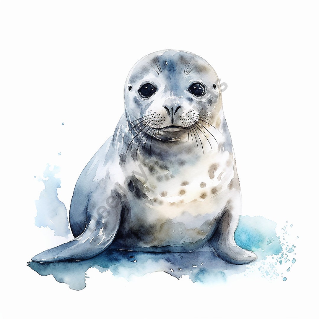 Niedliche Robbe Clipart 20 hochwertige PNGs digitaler Download Aquarell ...