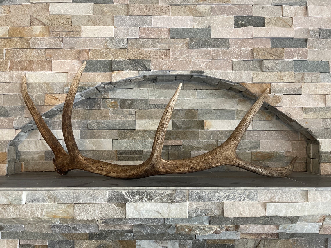 Elk Shed Antler Decor - Etsy
