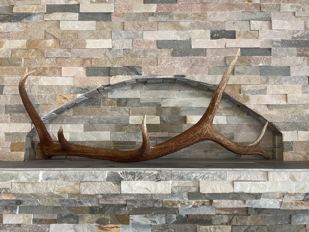 Elk Shed Antler Decor - Etsy