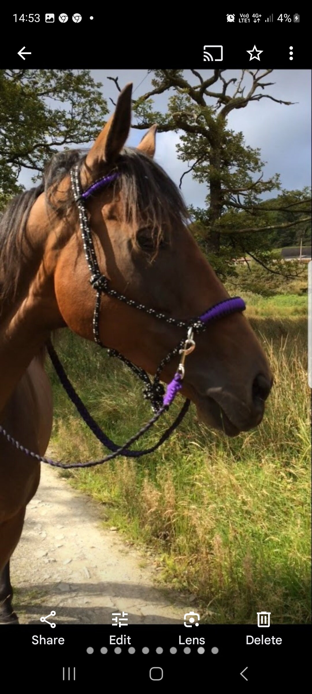 Bitless Rope Bridle. Different Colours and Sizes Available - Etsy UK